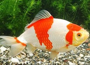 19 Jenis Ikan Mas Koki Yang Ada di Indonesia – Blog budidaya Ikan hias ...
