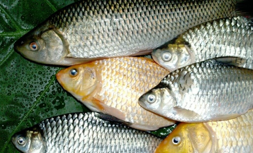 Ikan Air Tawar : Budidaya, Perawatan dan Konsumsi - Blog Budidaya Ikan Ikan Air Tawar : Budidaya, Perawatan dan Konsumsi - Blog Budidaya Ikan