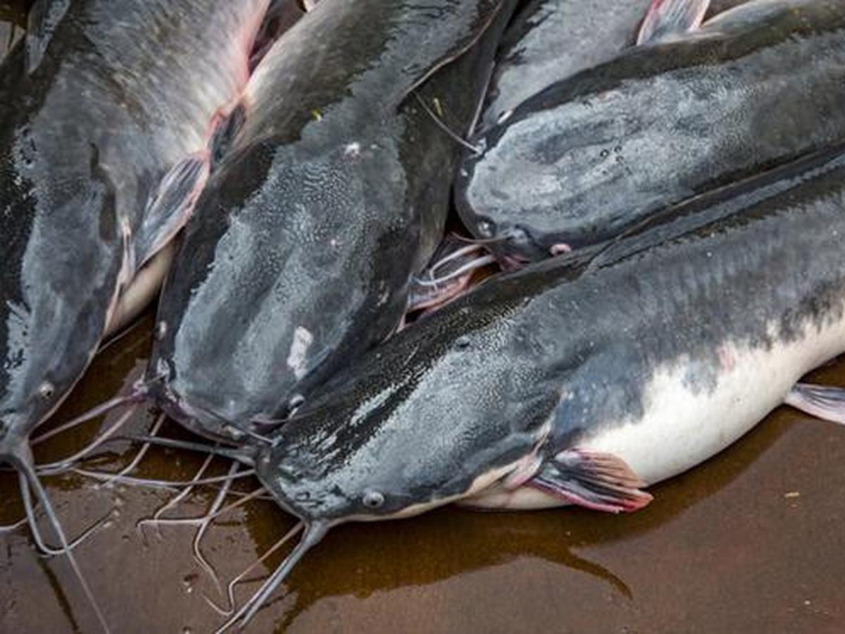 Mengenal Ciri dari Ikan Lele dengan Lengkap Mengenal Ciri dari Ikan Lele dengan Lengkap