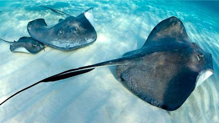 Karakteristik Ikan Pari Ketahui Dengan Lengkap