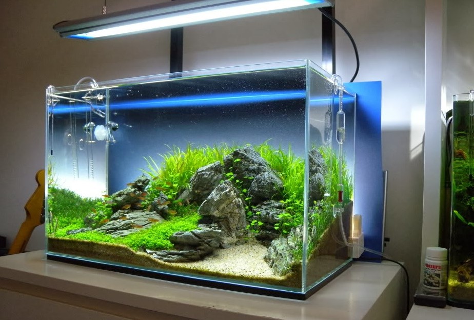 5 Inspirasi Aquarium Mini Untuk Ikan Hias Beserta Gambarnya - IKAN.INFO 5 Inspirasi Aquarium Mini Untuk Ikan Hias Beserta Gambarnya - IKAN.INFO