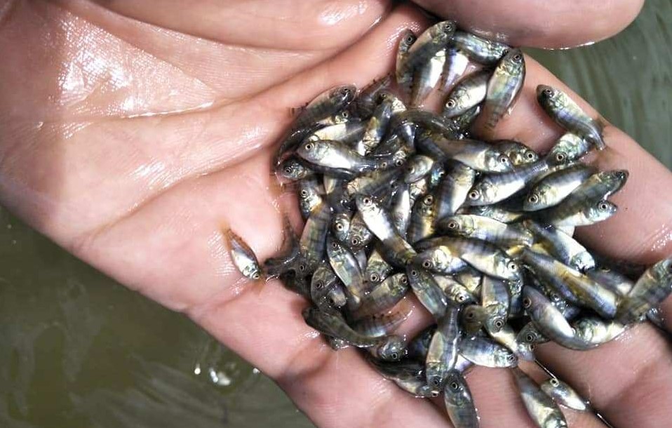 Panduan Cara Pembenihan Ikan Nila - IKAN.INFO Panduan Cara Pembenihan Ikan Nila - IKAN.INFO